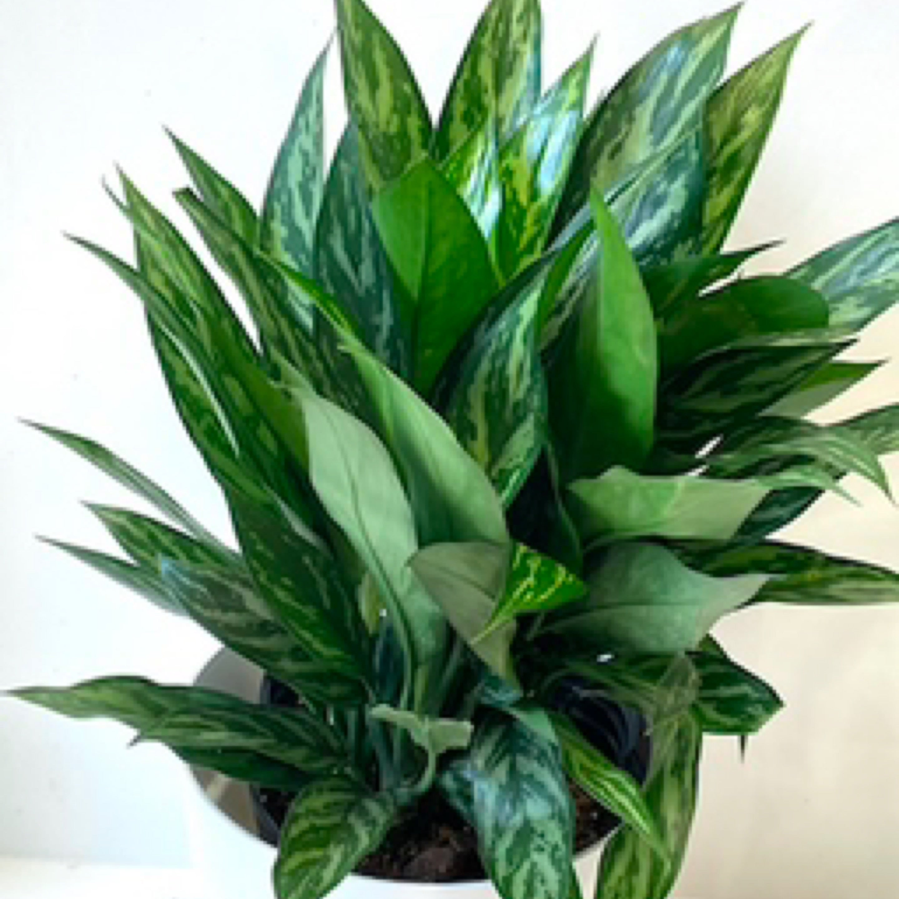 Aglaonema Jubilee (Chinese Evergreen) | Glass Earth Inc