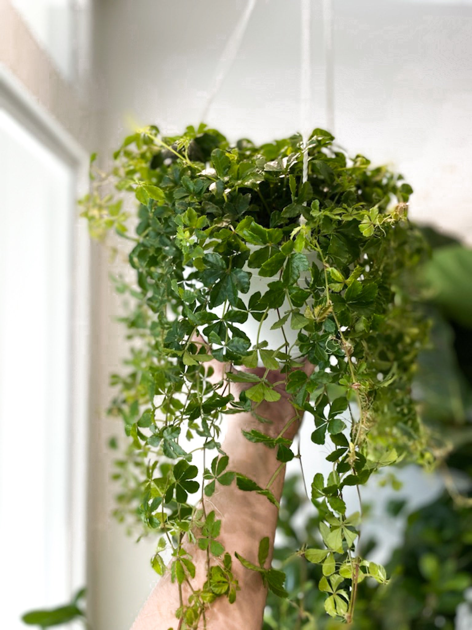 Sugar Vine | Glass Earth Inc