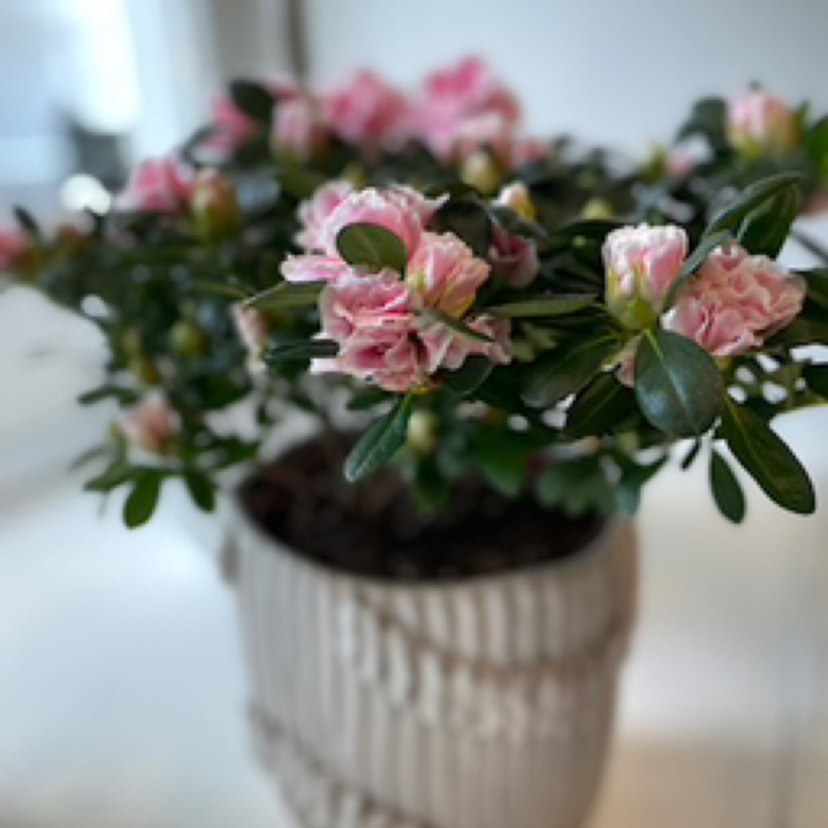 Azalea | Glass Earth Inc