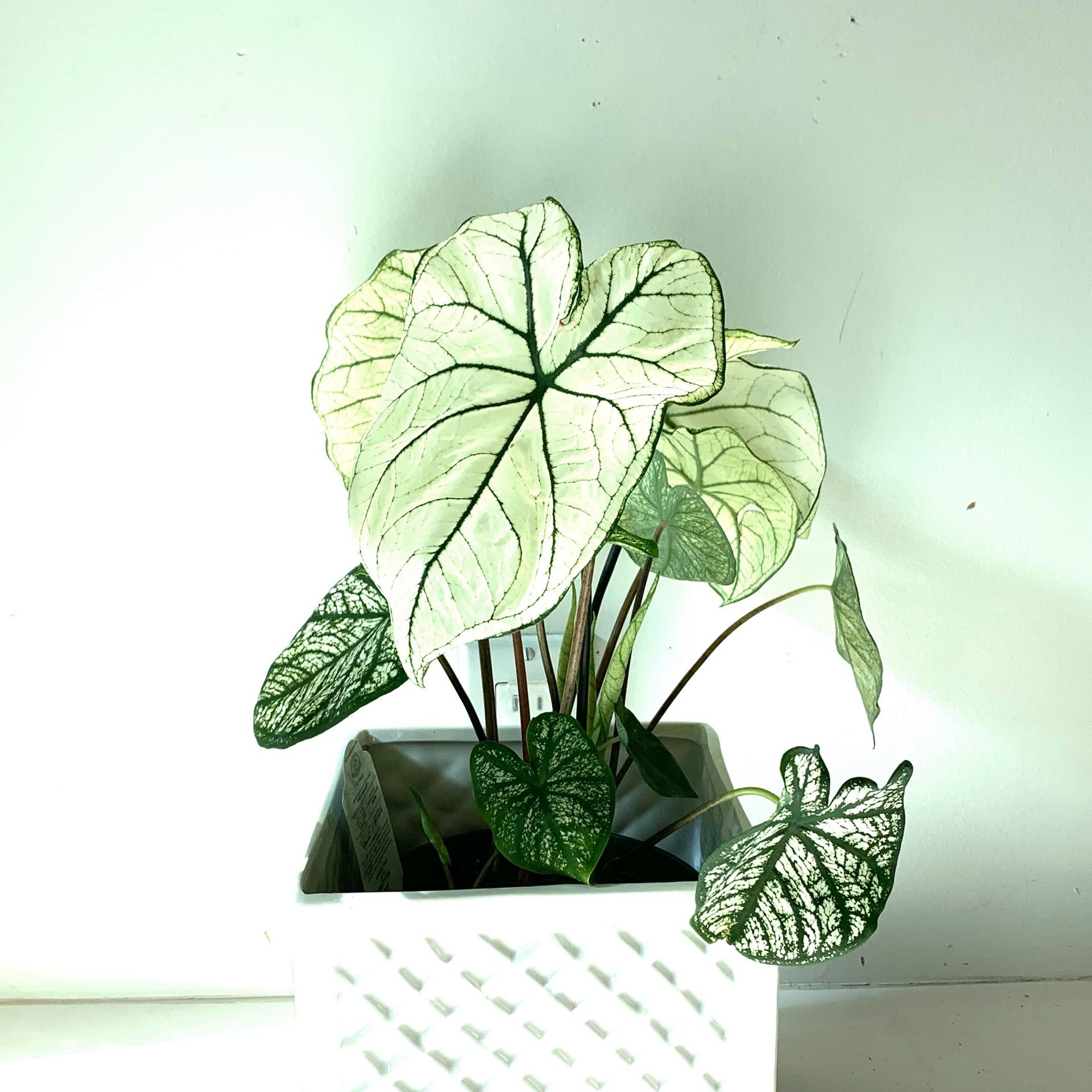 Caladium Allure | Glass Earth Plant Store
