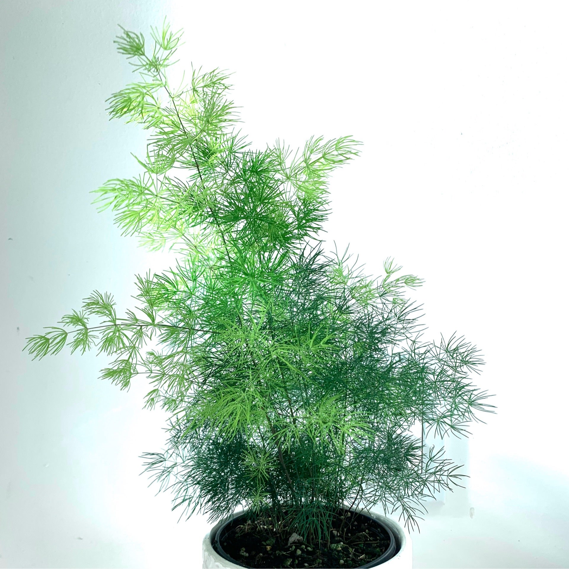 Chinese Ming Fern | Glass Earth Plant Store