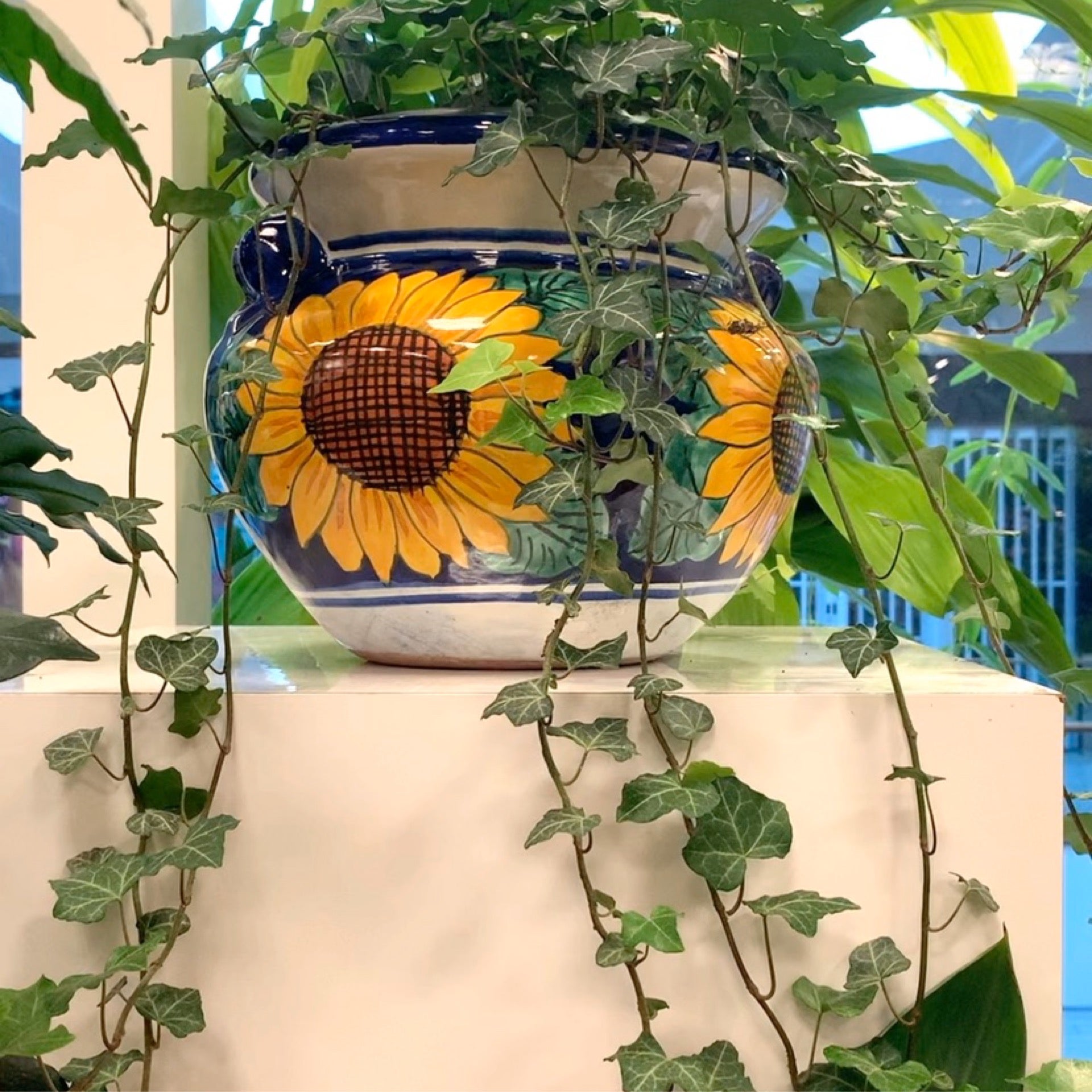 Sun Flower pot | Glass Earth Plant Store