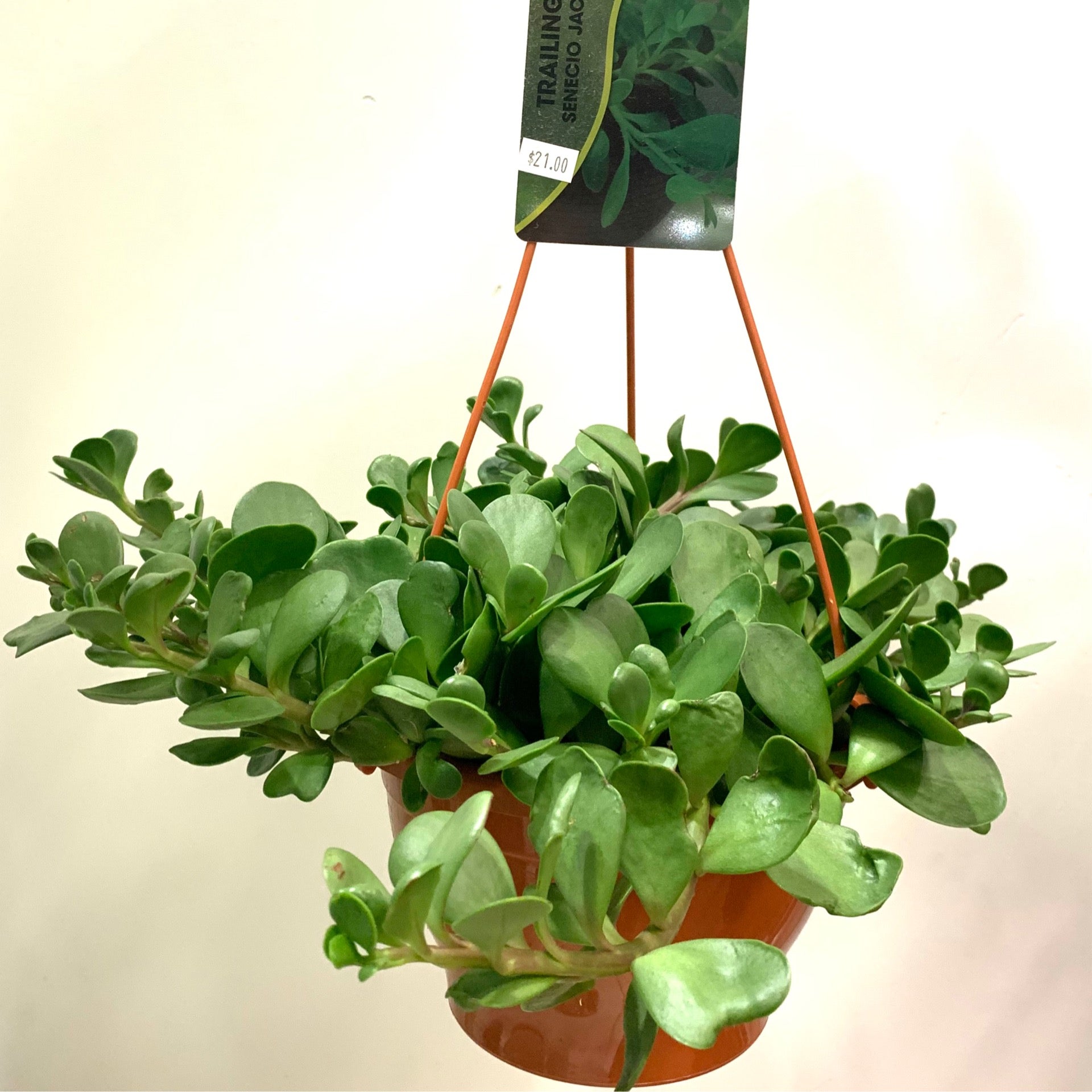 Trailing Jade | Glass Earth Inc