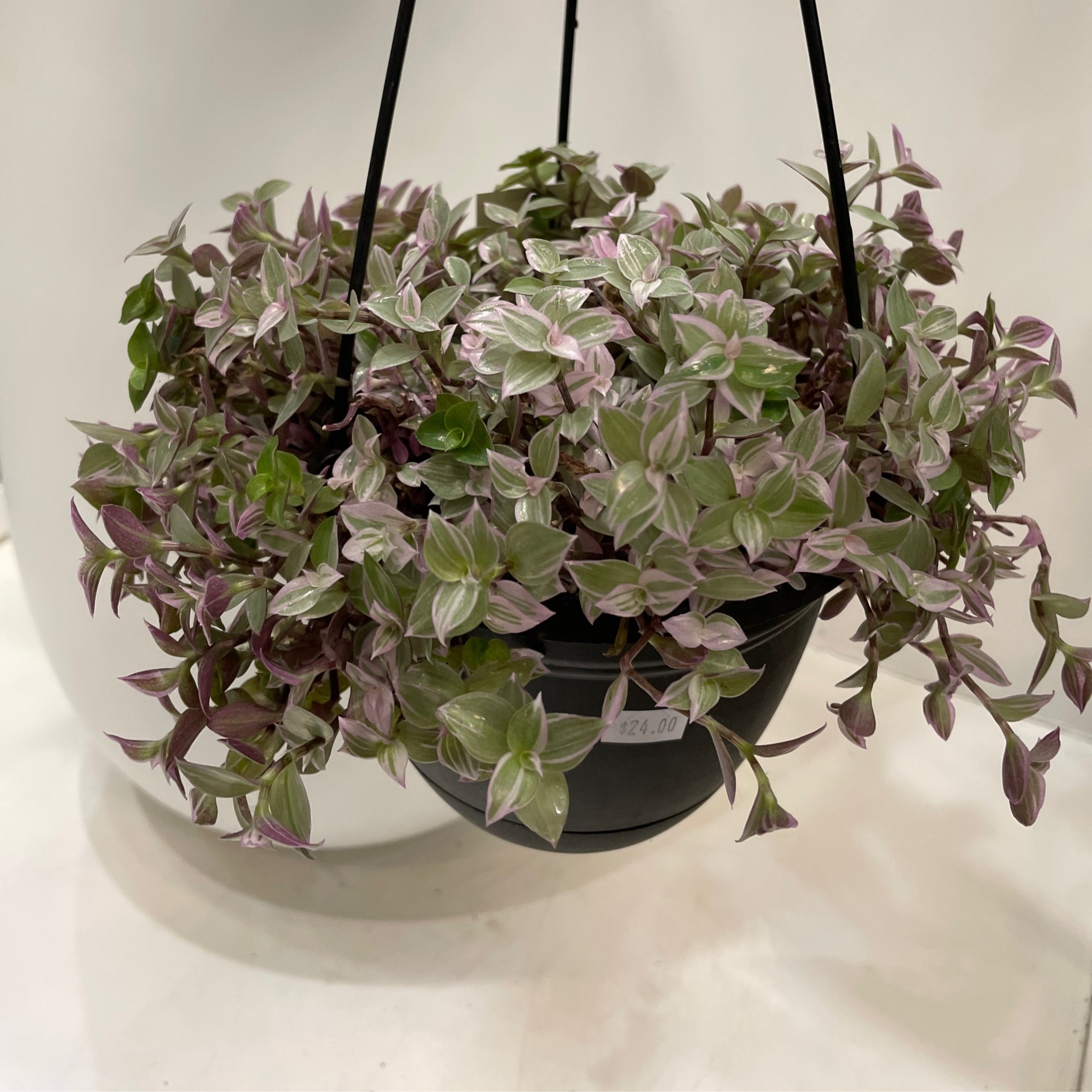 Callisia Repens Variegata Pink Lady | Glass Earth Plant Store