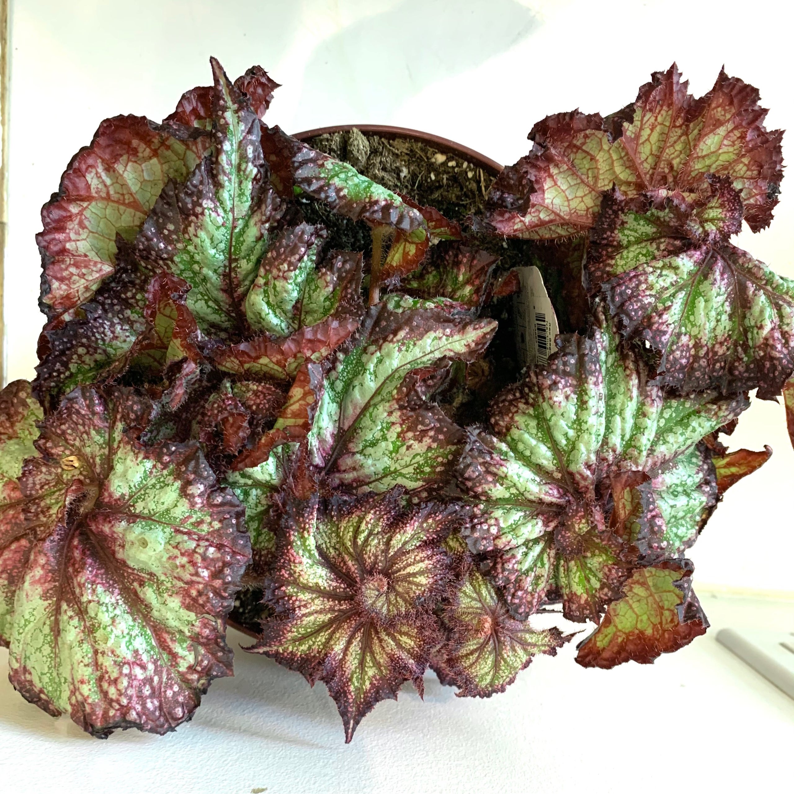Rex Begonia Nautilus Supreme | Glass Earth Inc
