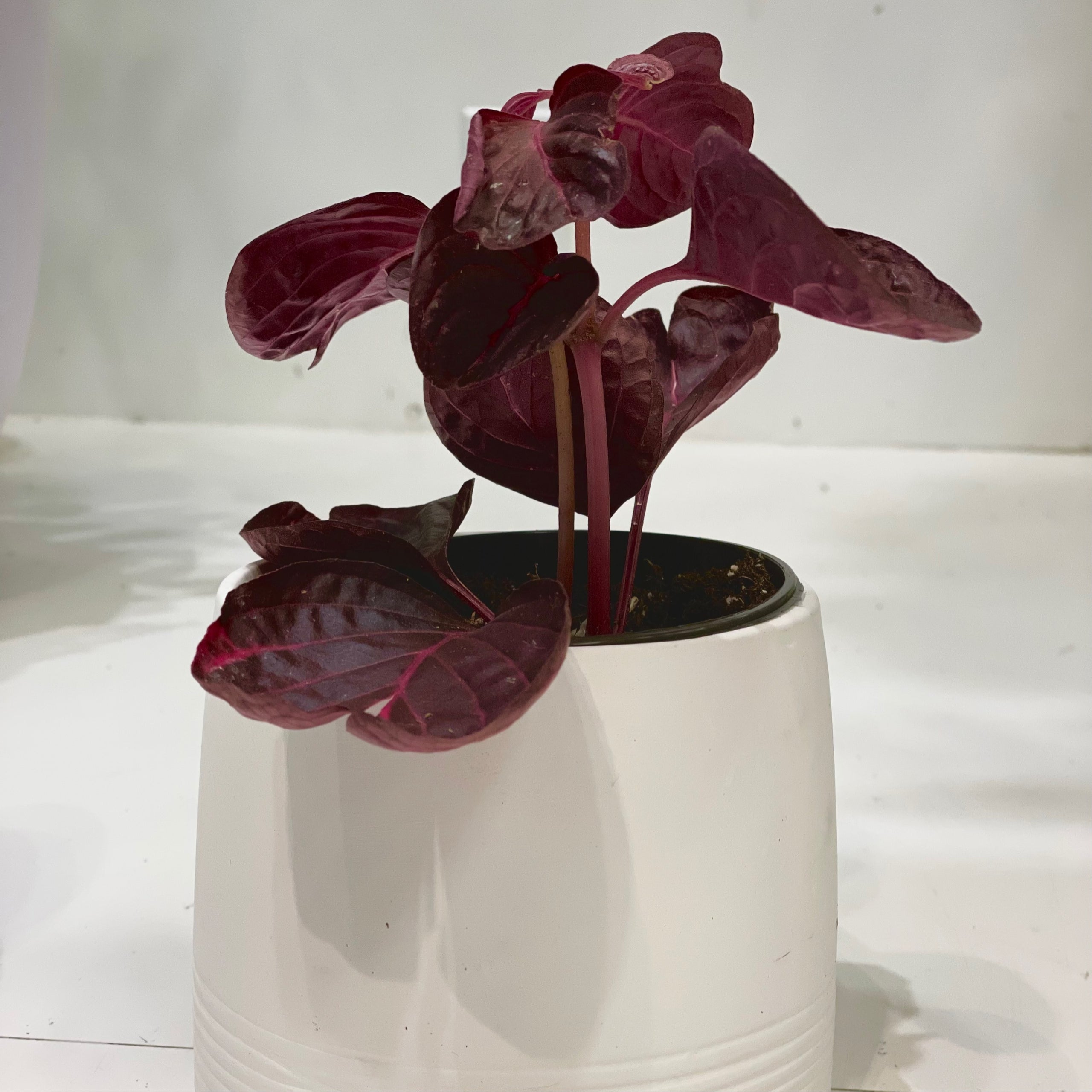 Iresine Red Heart | Glass Earth Plant Store