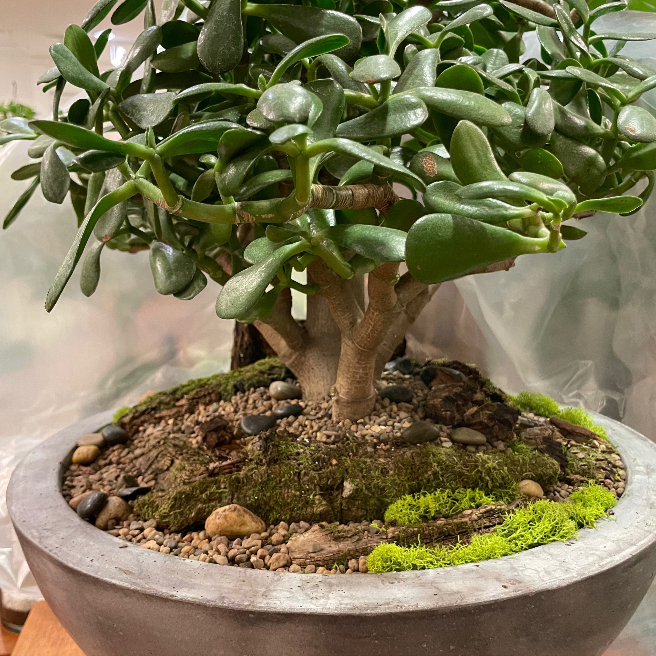 Bonsai Jade Tree | Glass Earth Inc