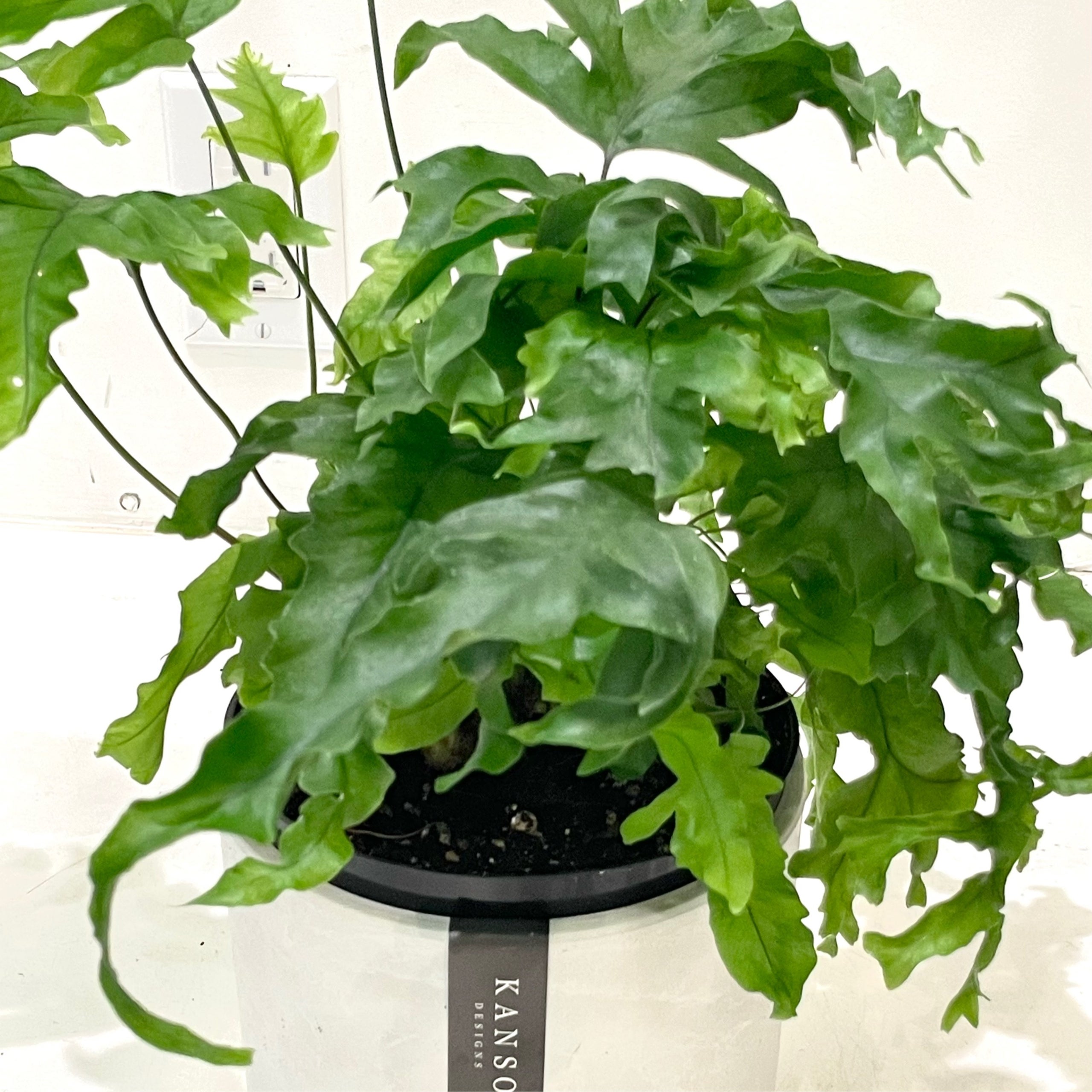 Fern Nicholas diamond | Glass Earth Plant Store