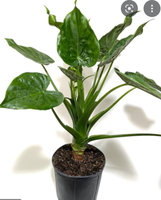 Chinese taro | Glass Earth Plant Store