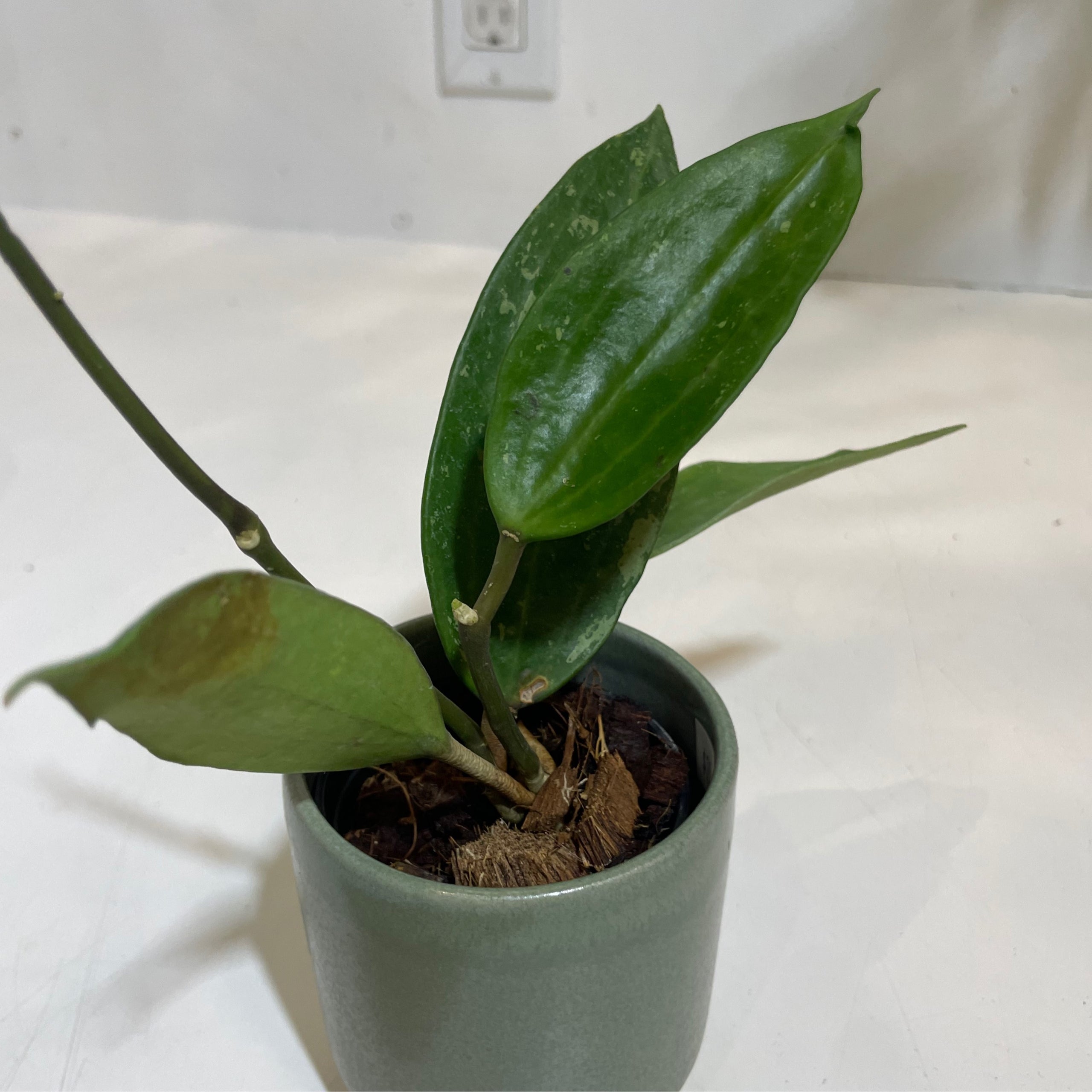 Hoya rangsan splash | Glass Earth Inc