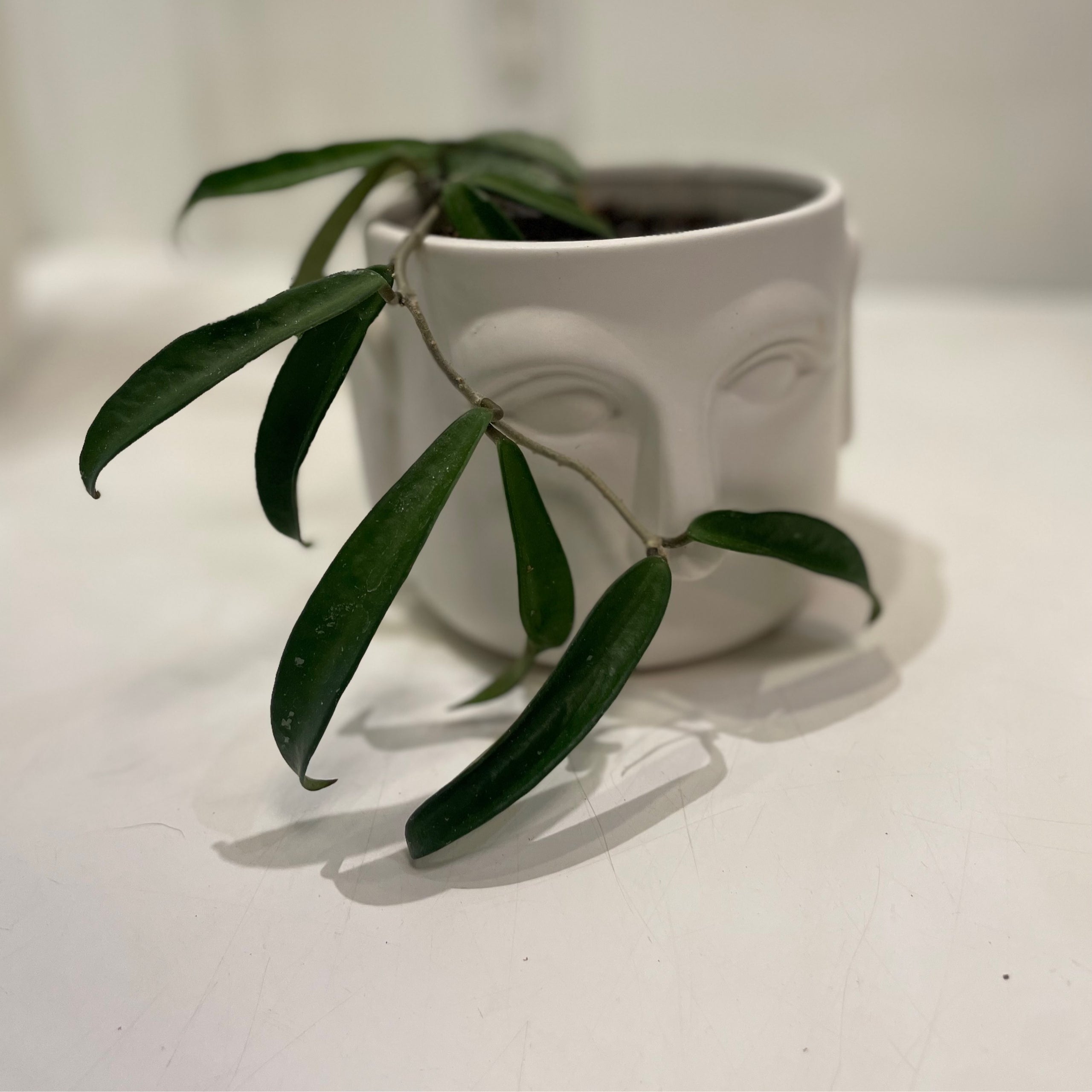 Hoya mini belle splash | Glass Earth Inc