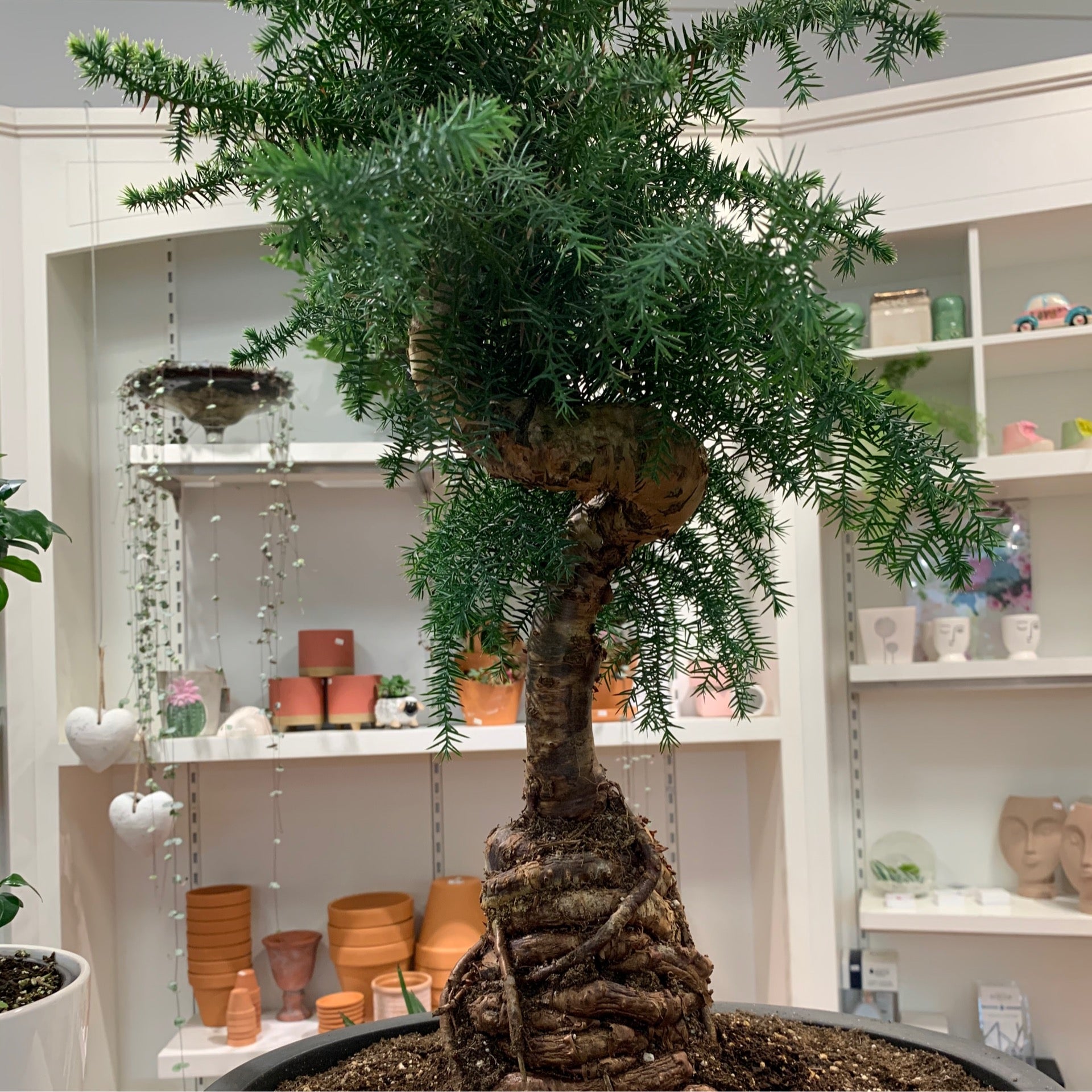 Bonsai Large Araucaria | Glass Earth Plant Store