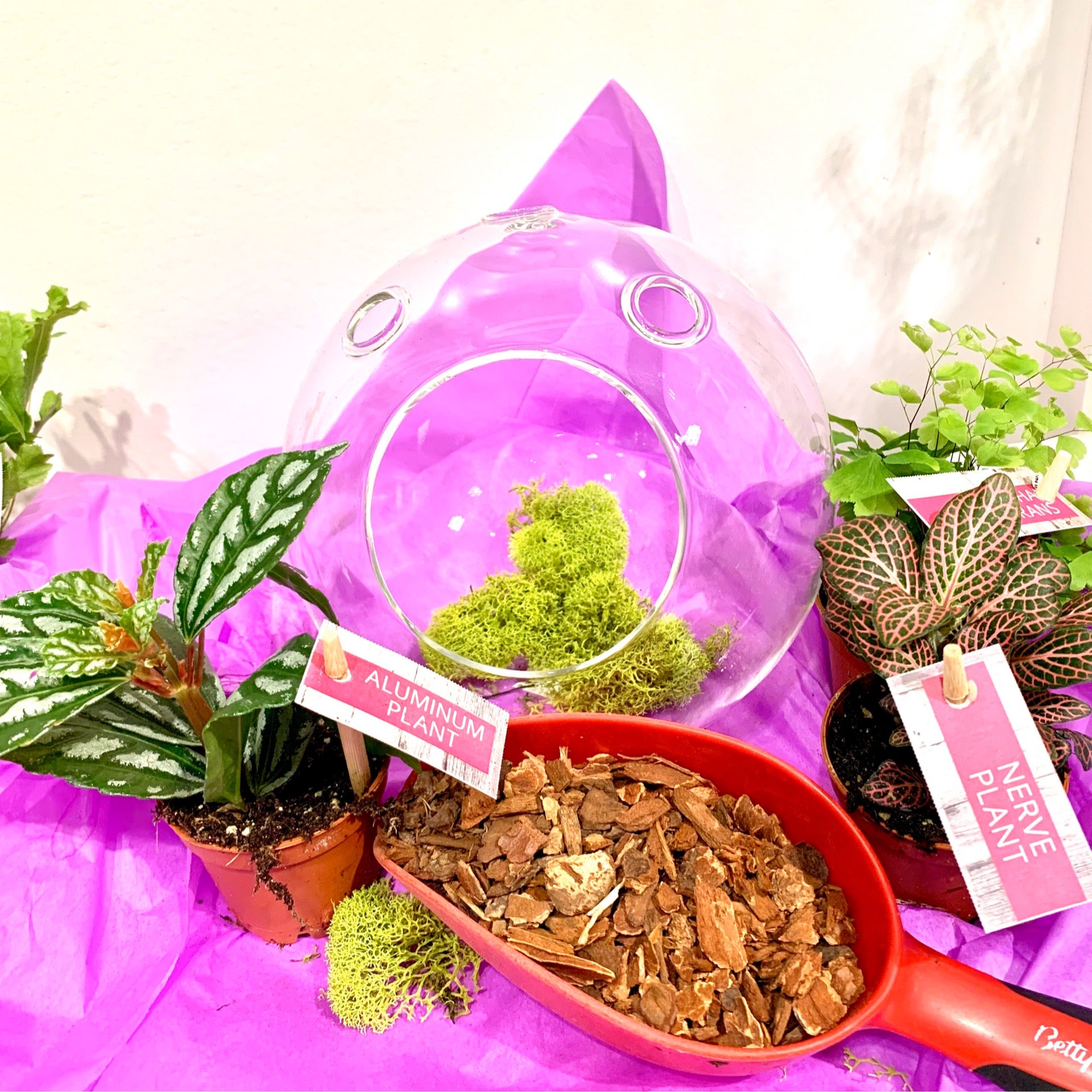 Terrarium Kit | Glass Earth Plant Store